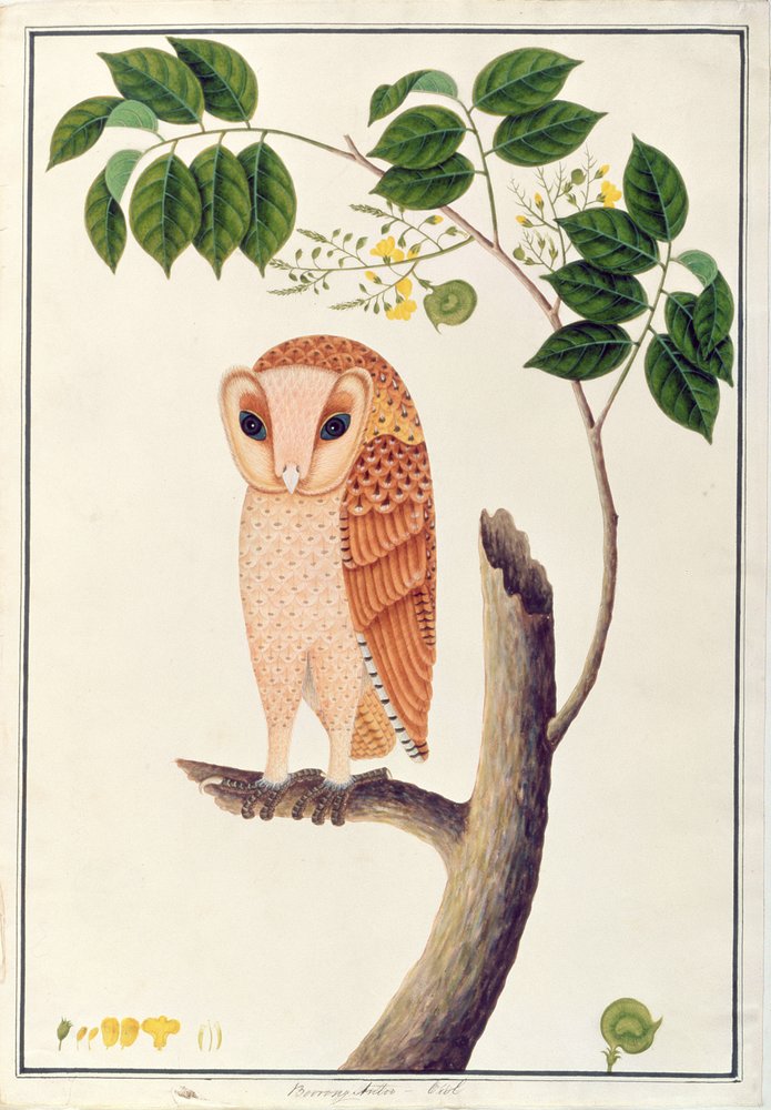 Owl, Boorong Antoo, from Drawings of Birds from Malacca