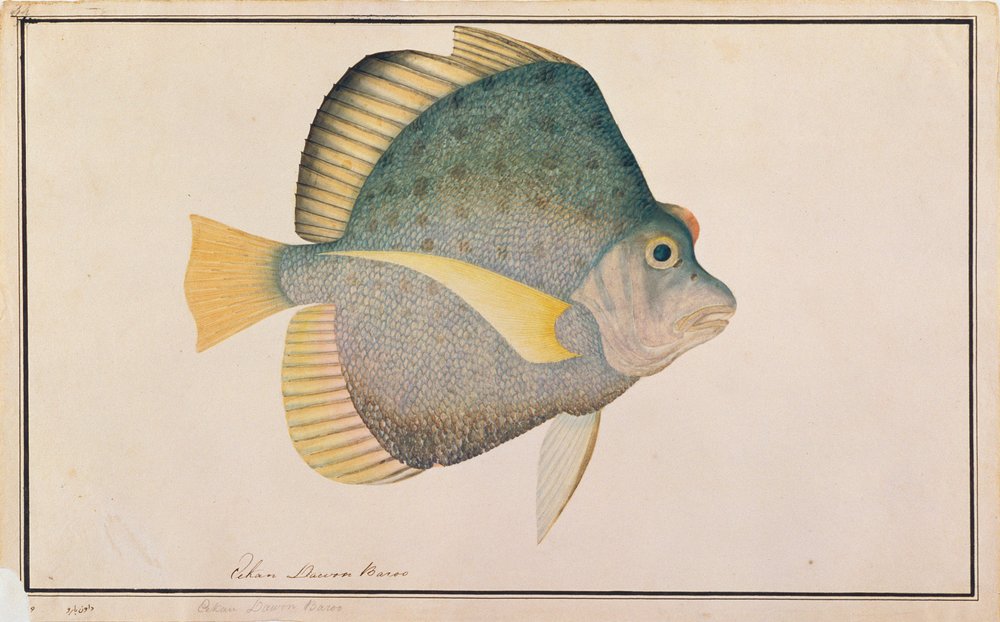 Spotted Sicklefish, from Drawings of Fishes from Malacca, c.1805-18