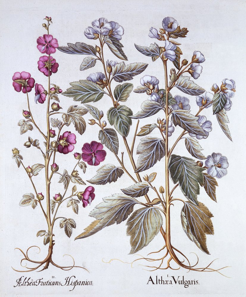 Two Mallow Varieties, from Hortus Eystettensis