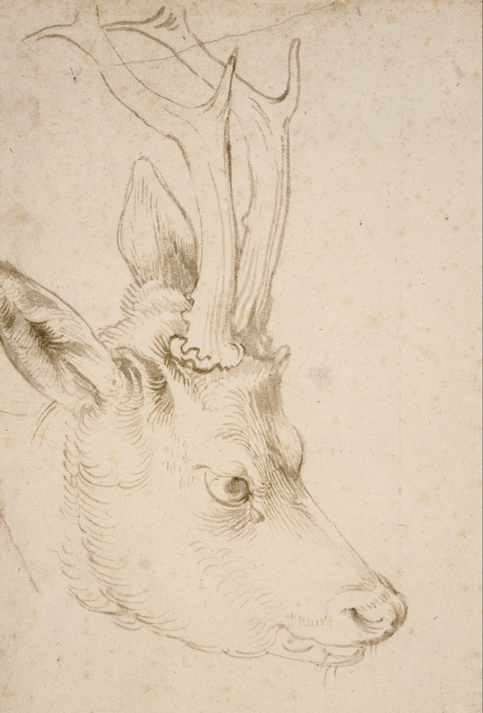 Head of a Roebuck by Albrecht Dürer: Buy fine art print