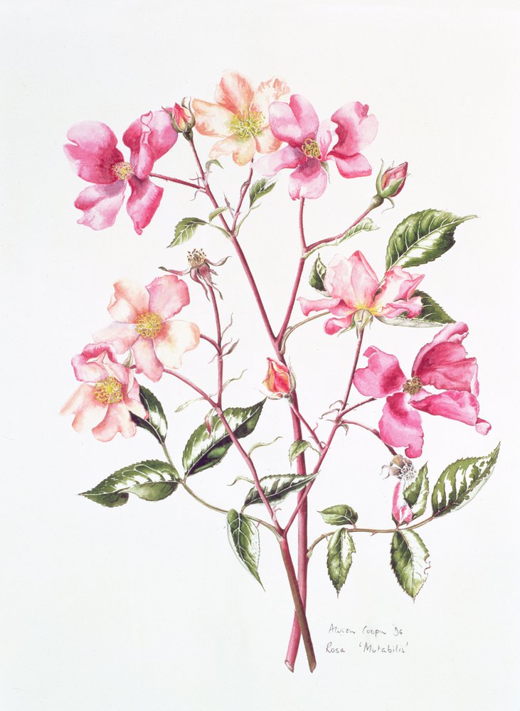 Rosa 'Mutabilis', 1996 by Alison Cooper: Fine art print