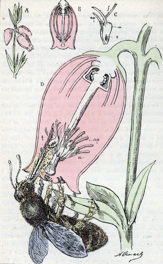 Pollination: a bee foraging flowers of ash heather