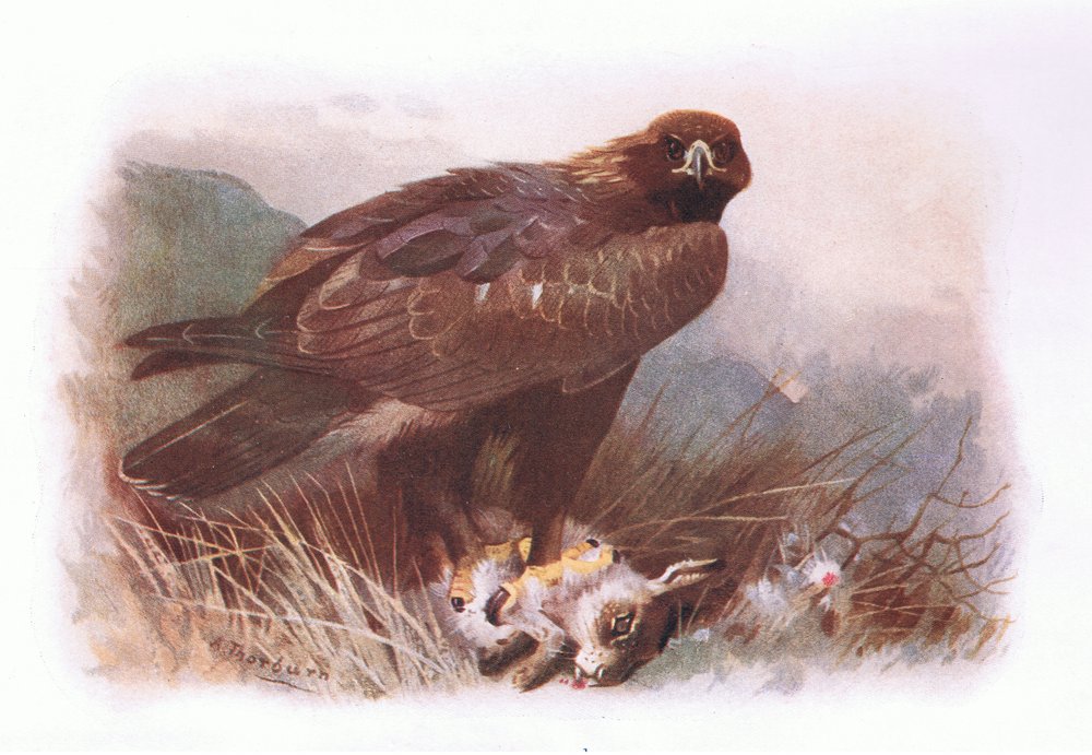 Golden Eagle by Archibald Thorburn: Buy fine art print