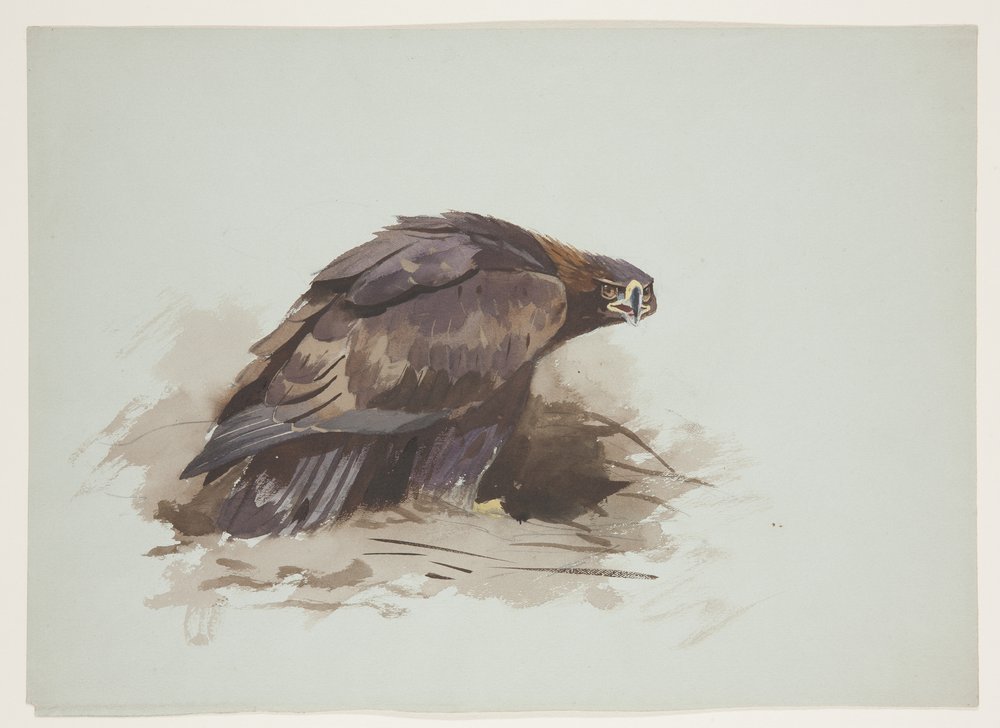 golden eagle drawing