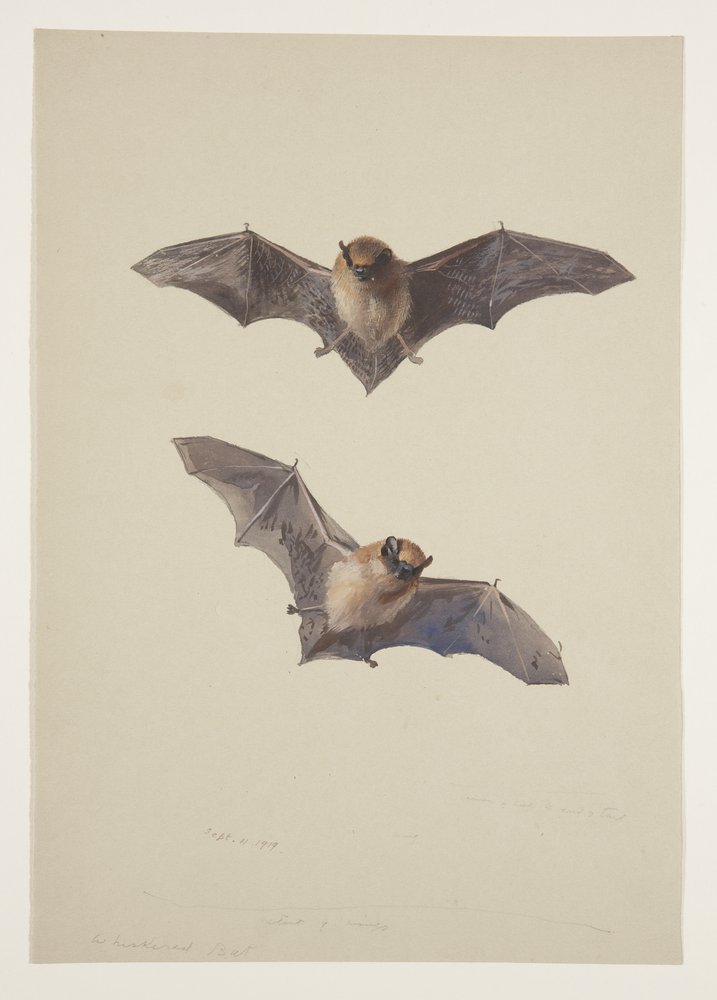 whiskered bat