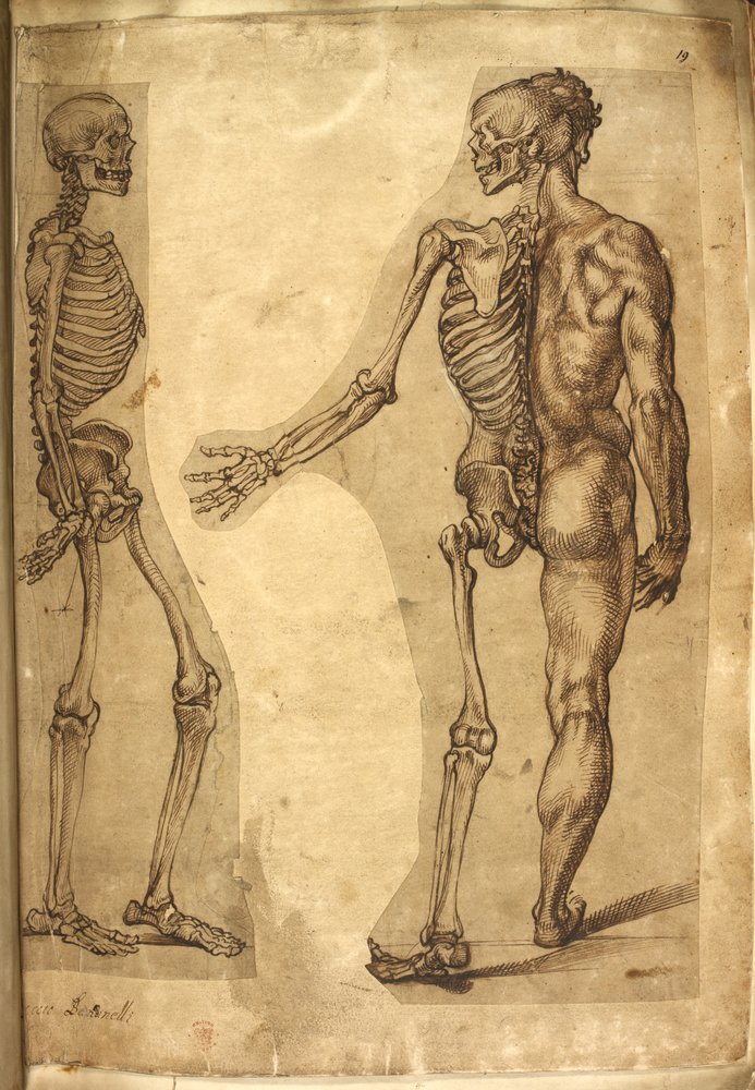 half skeleton drawing