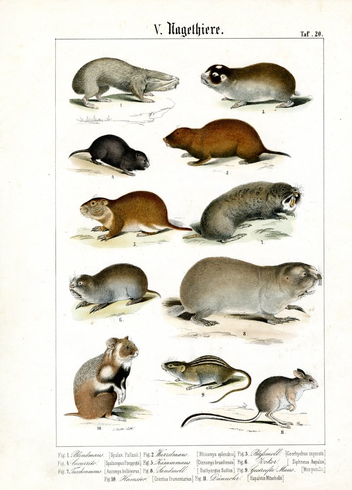 Rodents and Their Morphological Adaptations by C. Roth