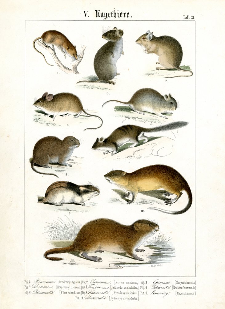 Various Rodent Species by C. Roth: Premium art reproduction