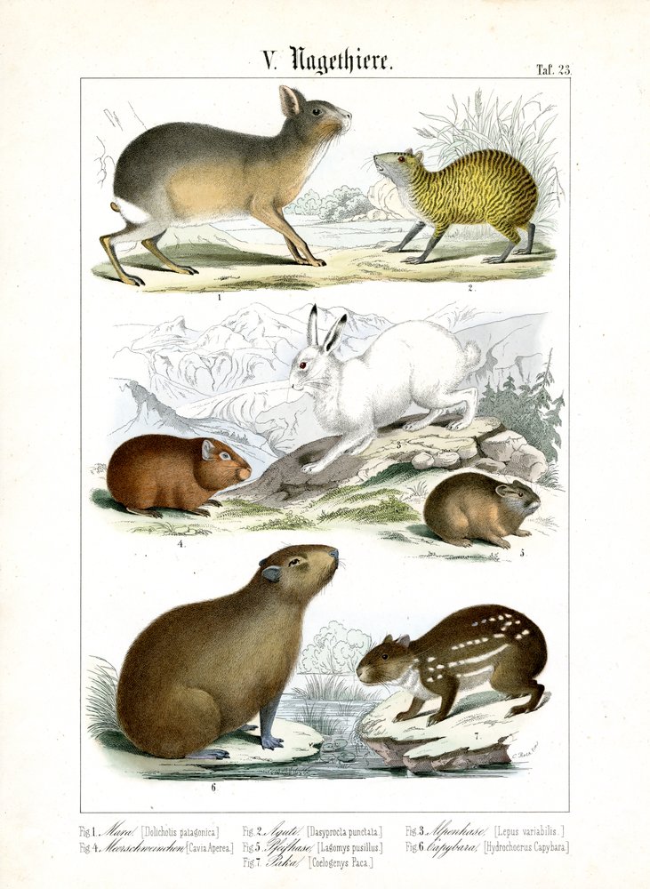 Various Rodents from South America and Other Regions