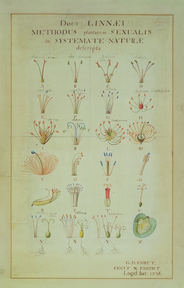 Illustration of the Linnean Plant Sexual System