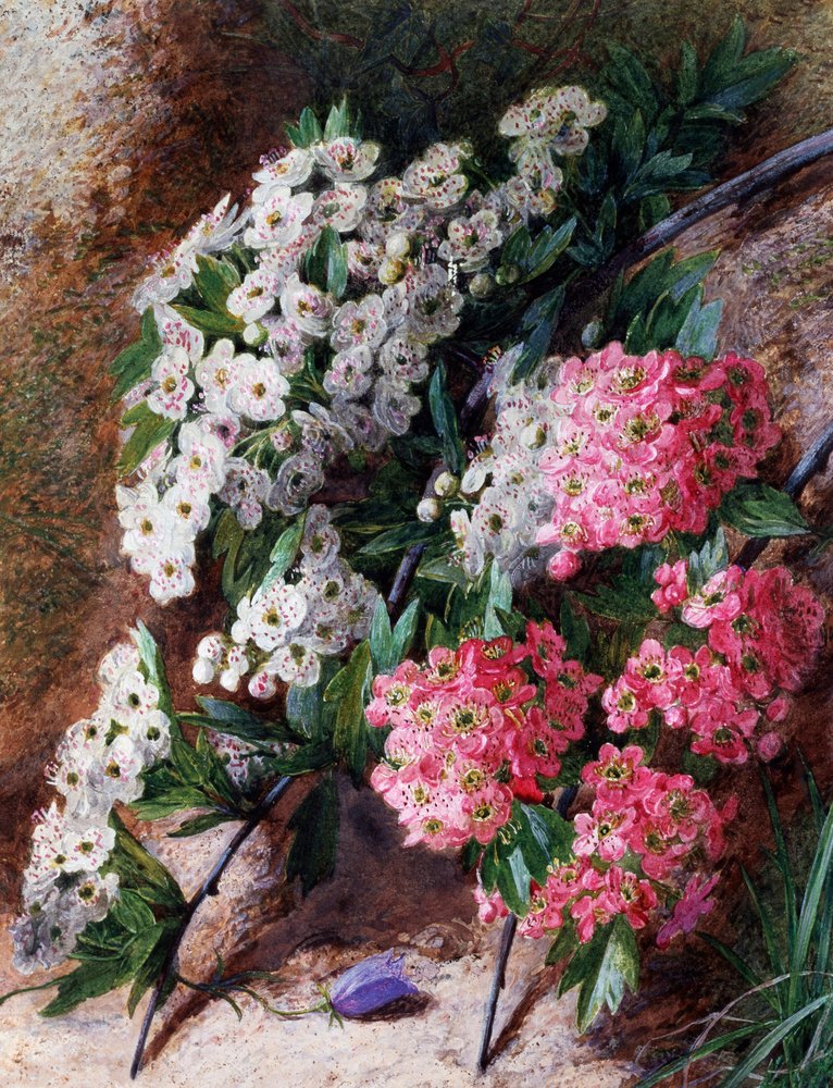 Flowers by Charles H. Slater: Buy fine art print