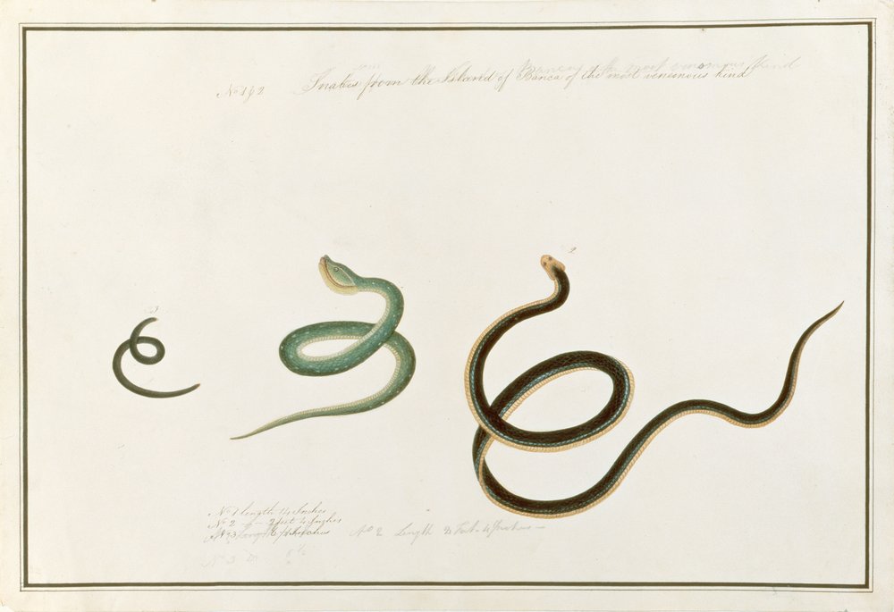 Snakes from the Island of Banca of the most venomous kind, from ...
