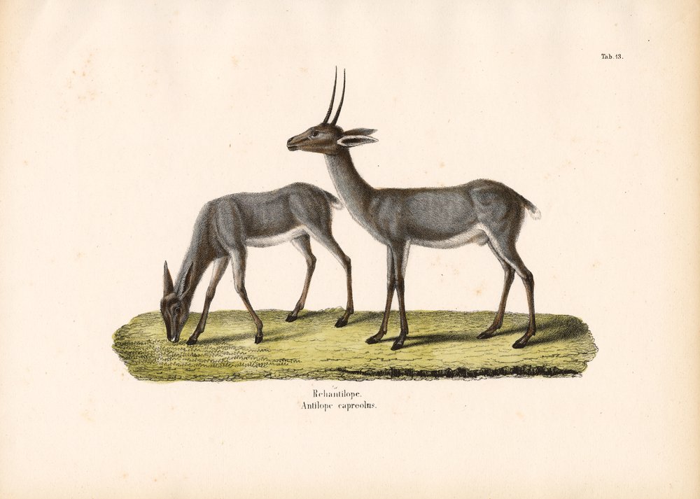 Grey Rhebok by Conrad Kull: Highest-quality art reproduction