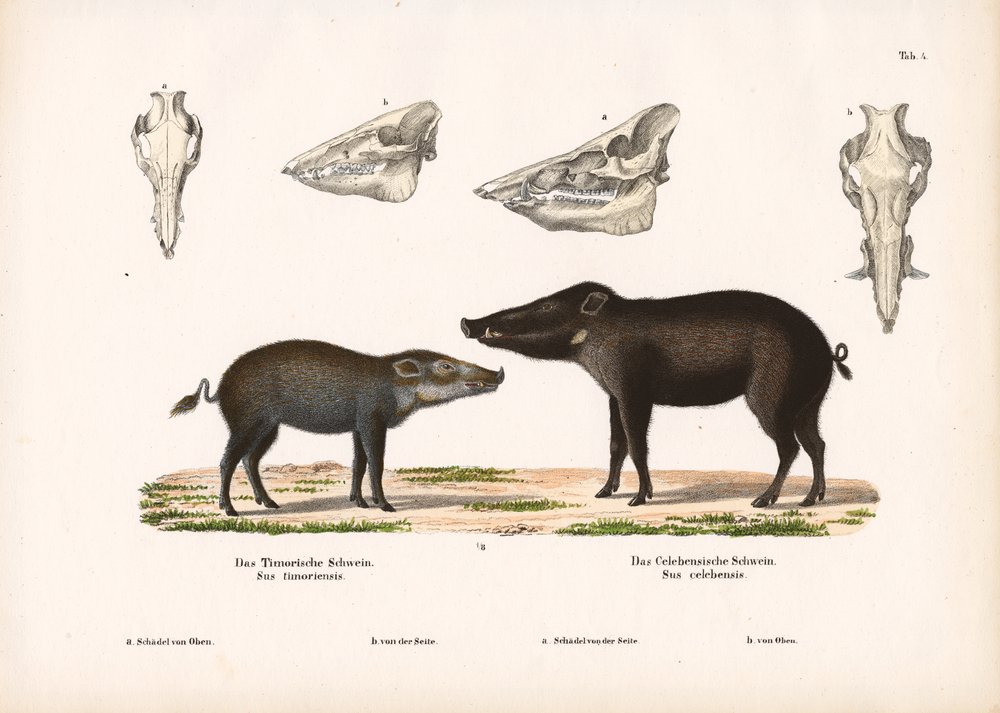 Timor Pig and Celebes Pig with Skull Views by Conrad Kull