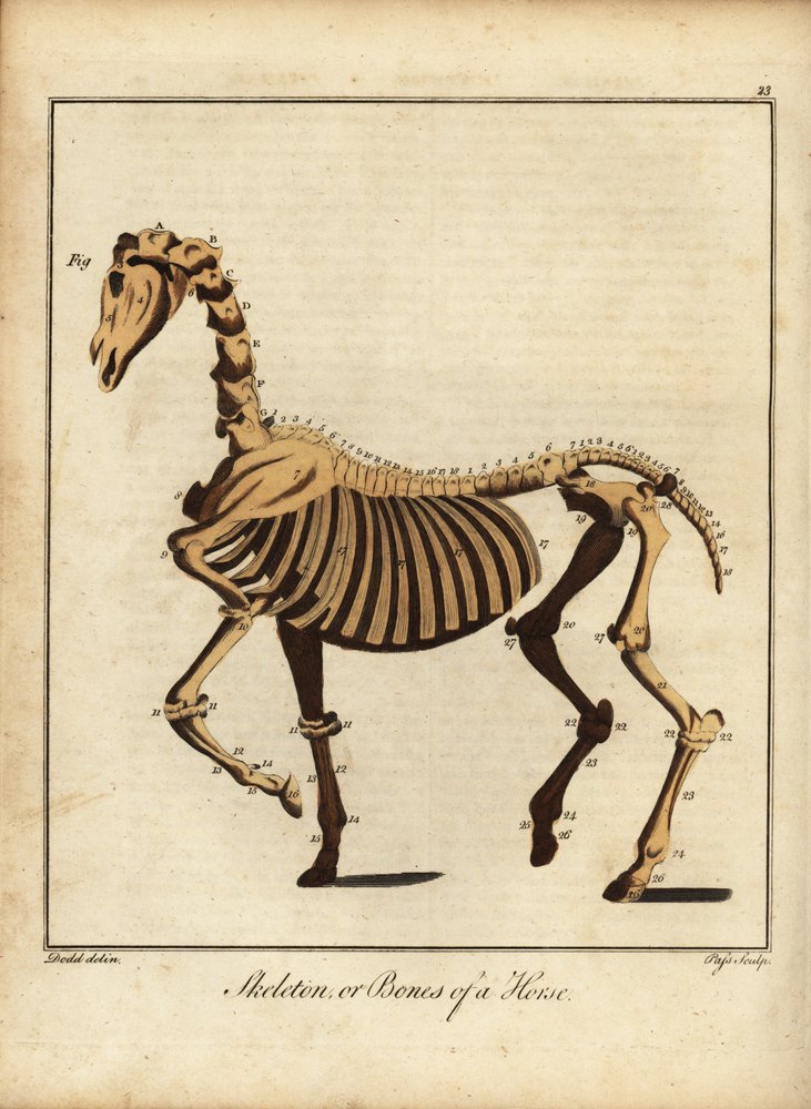horse skeleton drawing reference