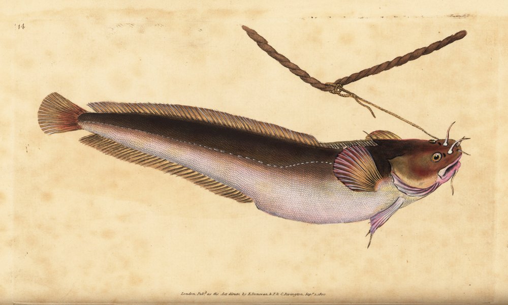 five bearded rockling