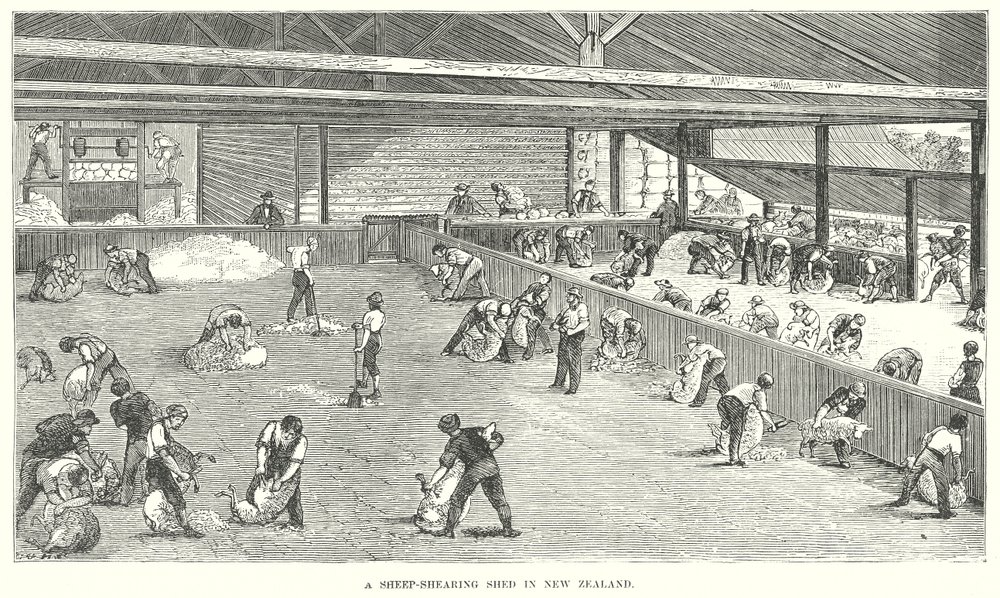 A Sheep-Shearing Shed in New Zealand by English School
