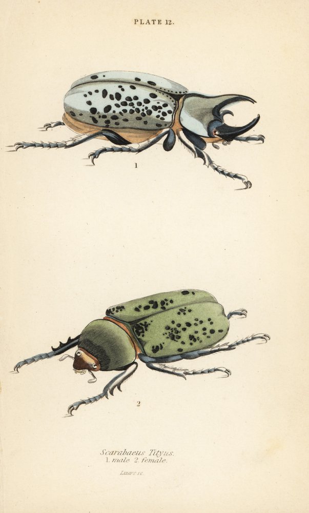 Female Hercules Beetle Eastern Hercules Beetle (Dynastes Tityus)