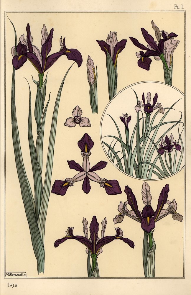 Iris Plant and Flower Parts, with Inset by Eugene Grasset