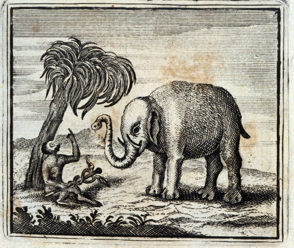 elephant monkey drawing