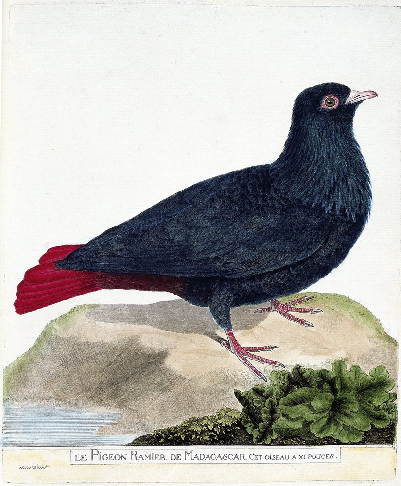 Zoological chart (ornithology): The branched pigeon of Madagascar ...