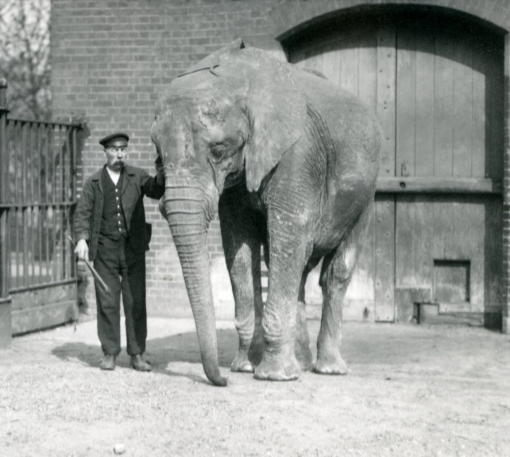 African Elephant, 'Johnny' with His Keeper, Charles Eyles at London Zoo ...