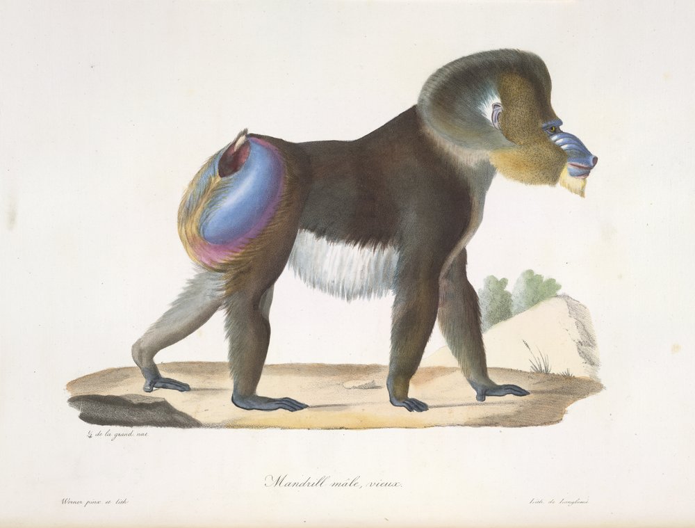 mandrill baboon
