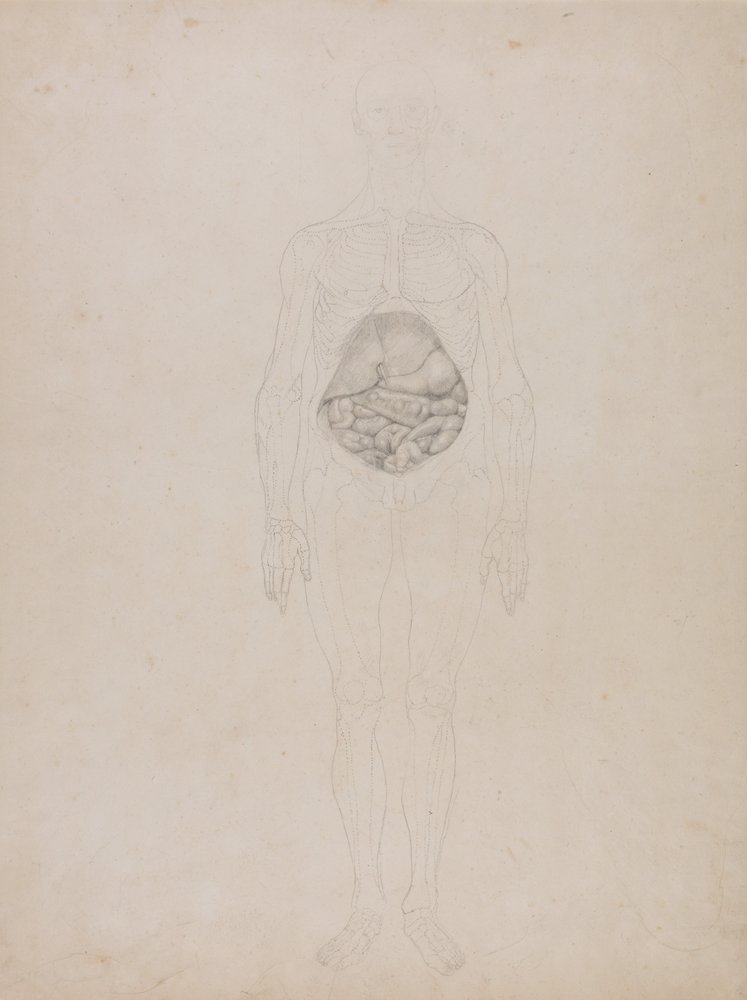A Comparative Anatomical Exposition of the Structure of the Human Body ...