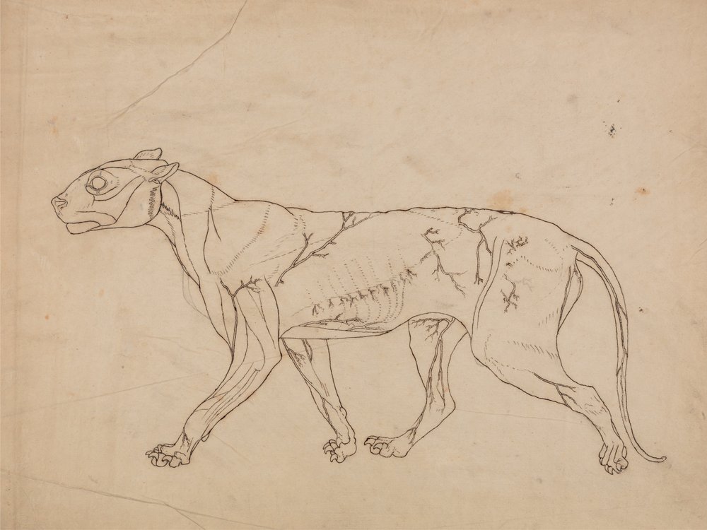 A Comparative Anatomical Exposition of the Structure of the Human Body ...