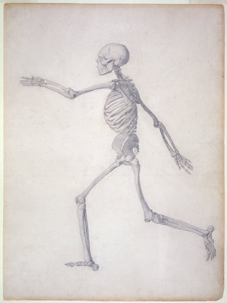 The Human Skeleton, Lateral View, from the Series 'A Comparative ...