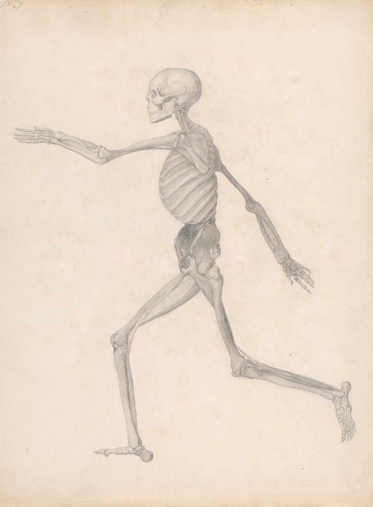 Comparative Anatomical Exposition: Human Figure, Lateral View