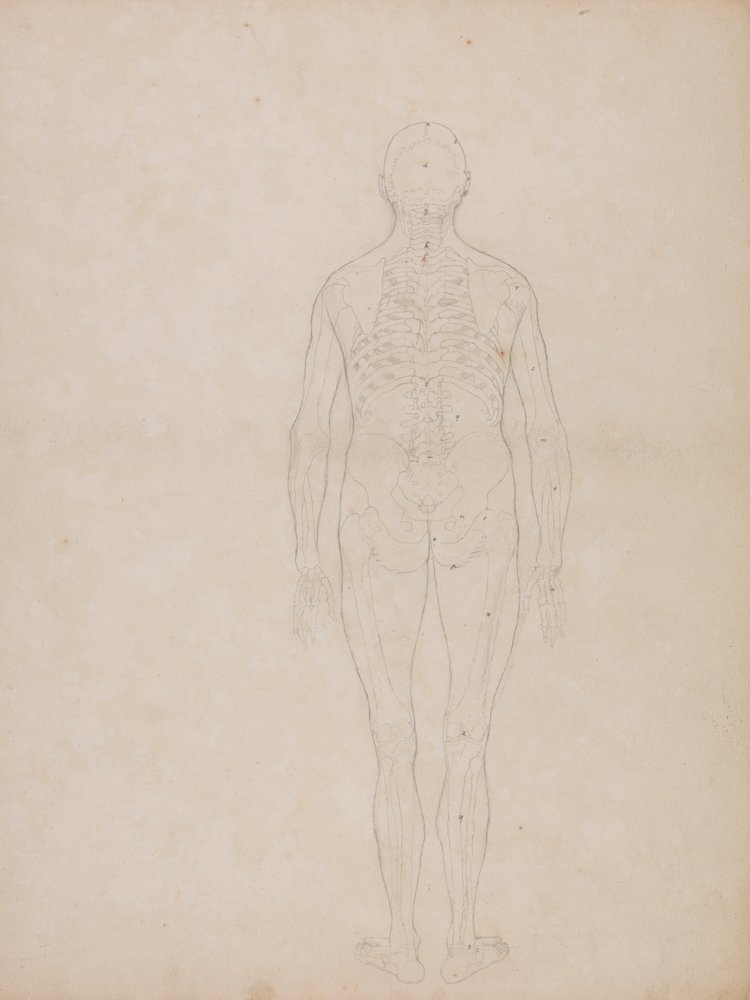 Comparative Anatomical Exposition: Human Figure, Posterior View