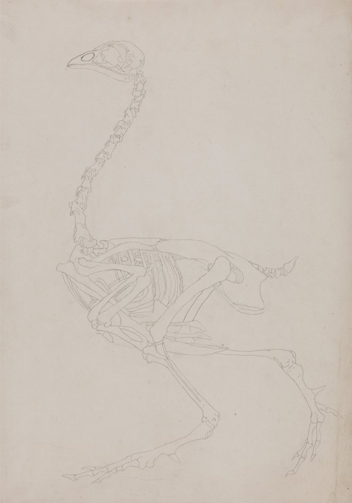 Comparative Anatomical Exposition of the Structure of the Human Body ...
