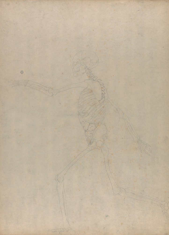 A Comparative Anatomical Exposition of the Structure of the Human Body ...