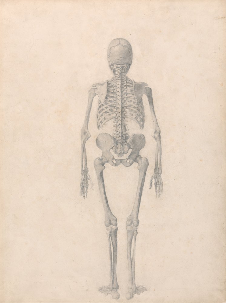 A Comparative Anatomical Exposition of the Structure of the Human Body ...