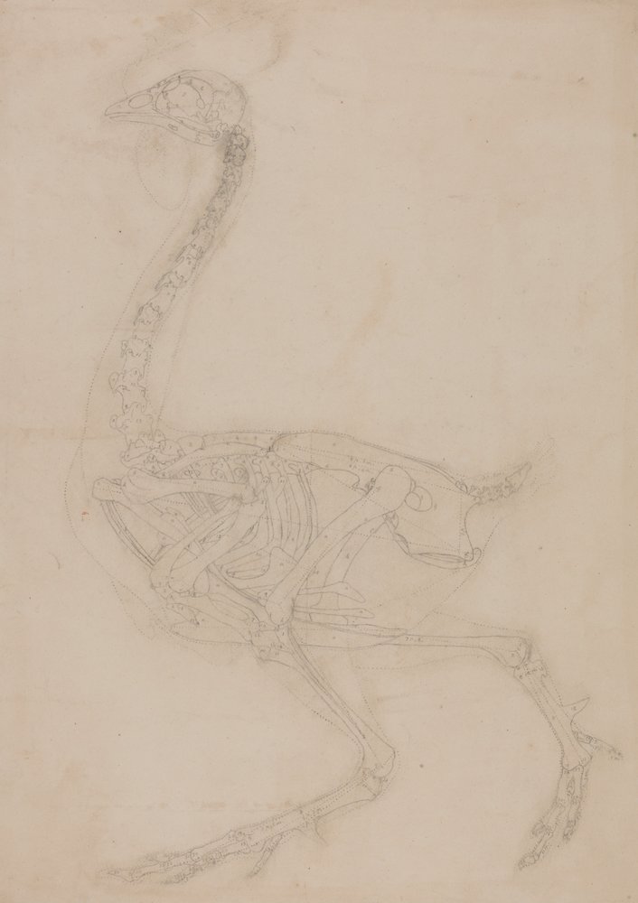 Fowl Skeleton, Lateral View by George Stubbs