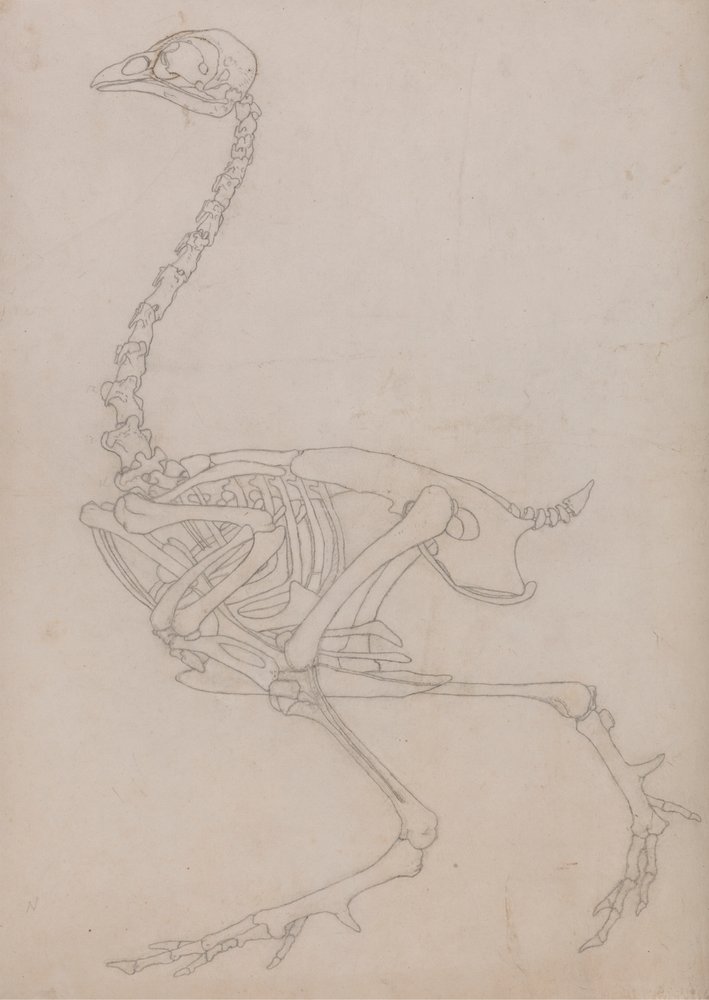 Fowl Skeleton, Lateral View by George Stubbs