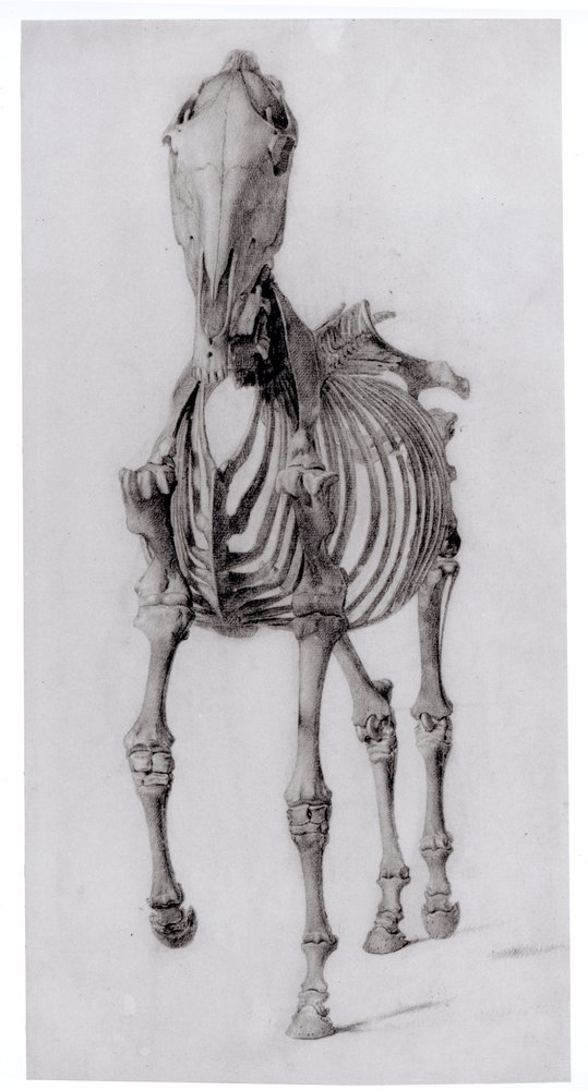 how to draw horse skeleton