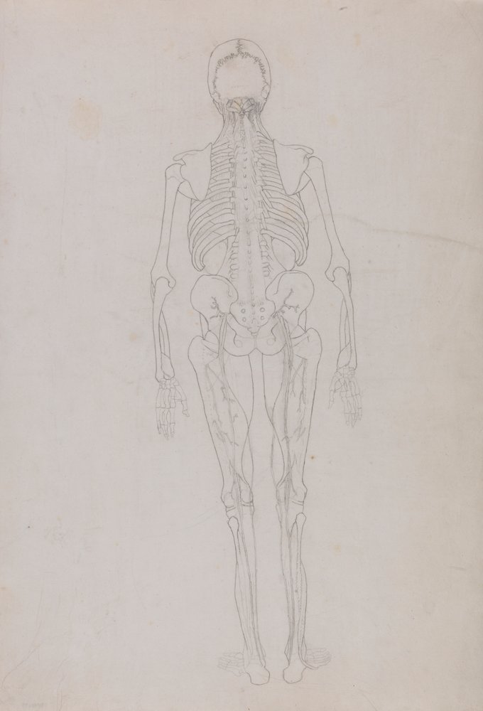 Human Figure, Posterior View (Outline drawing for a key figure showing ...