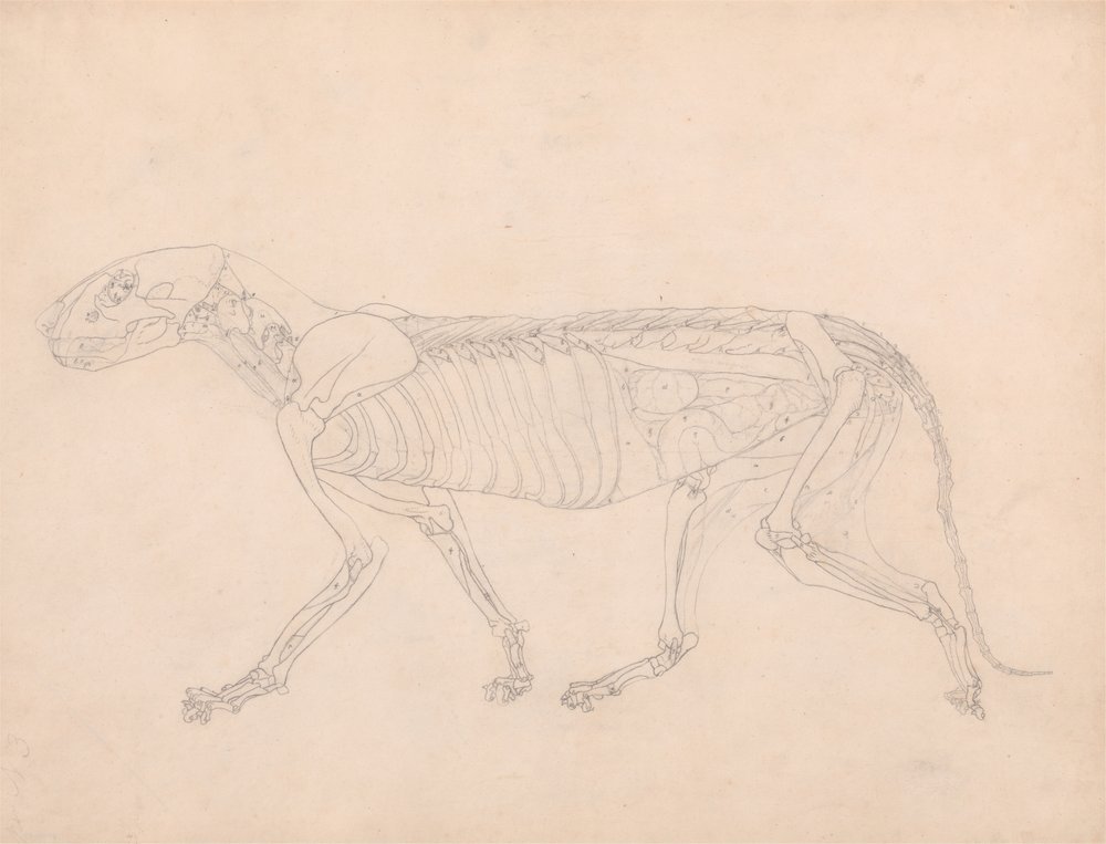 Study of a Tiger, Lateral View, Abdominal Viscera Exposed, from A ...