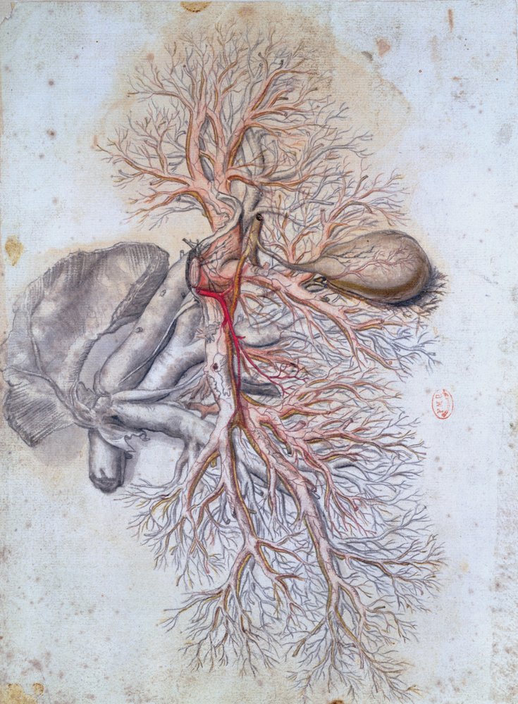 Blood vessels of the liver and the gall bladder, from Anatomia Humani ...