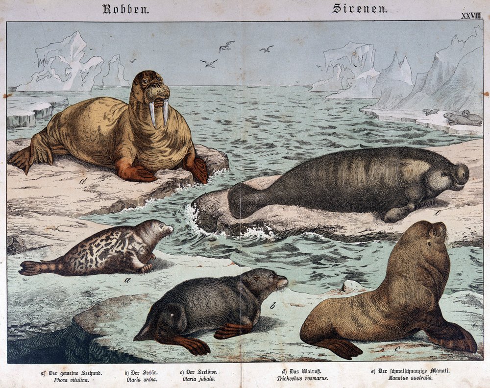 walrus seal difference