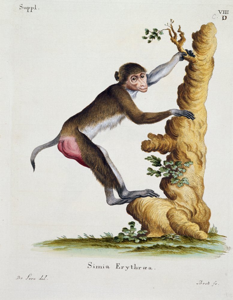 Simia erythraea from Mammals Illustrated from Nature