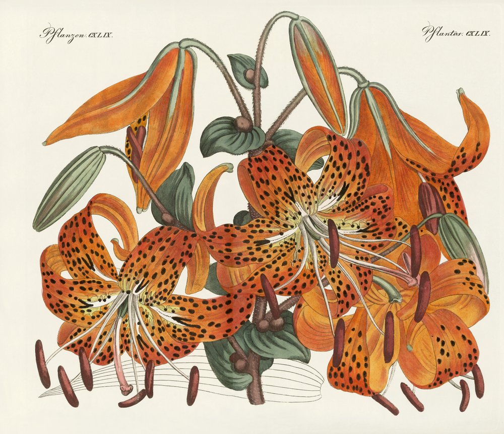 The Japanese Tiger Lily by German School: Fine art print