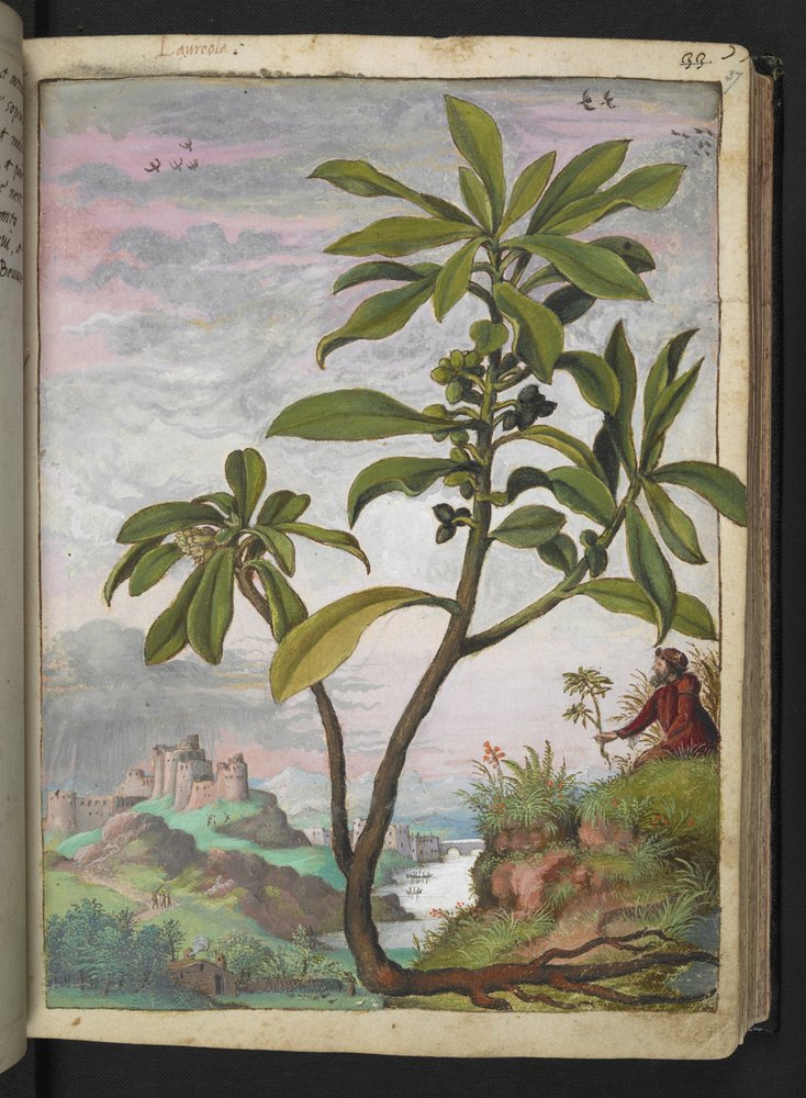 Daphne laureola, from Paintings of Flora of the Roman States by ...