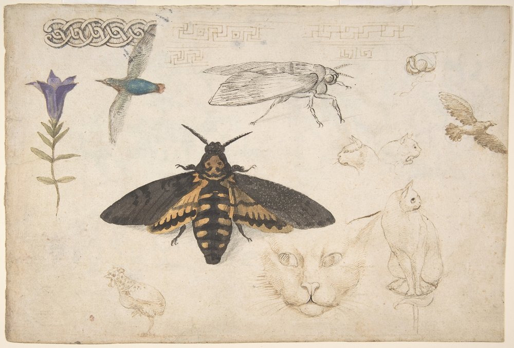 Studies of a Gentian, Moth, Birds, Cats, Interlacing Motif, and Greek Frets recto