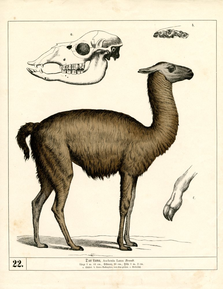 Llama with Skull and Anatomical Details