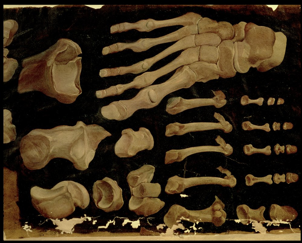Anatomical Drawing of the Bones of the Foot