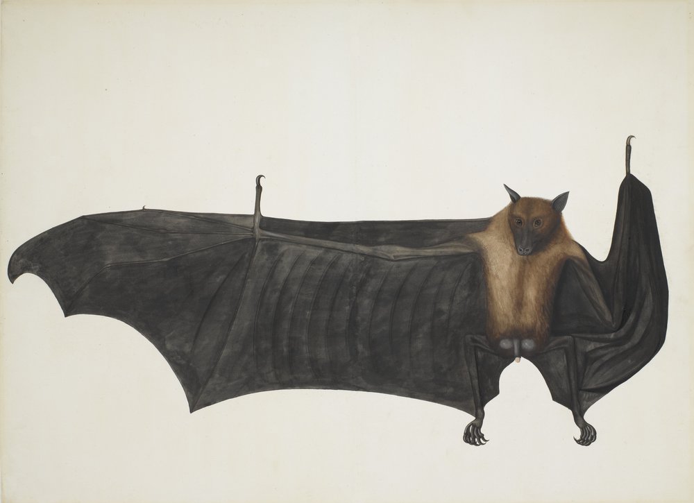fruit bat flying