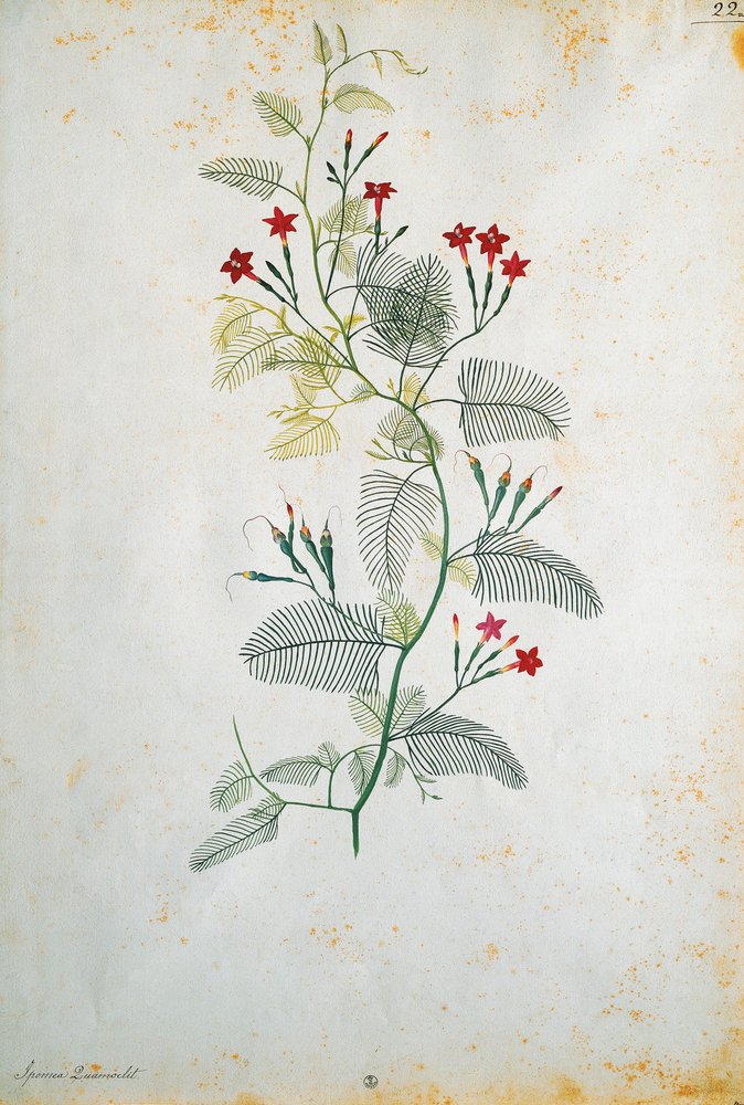 cypress vine flower drawing
